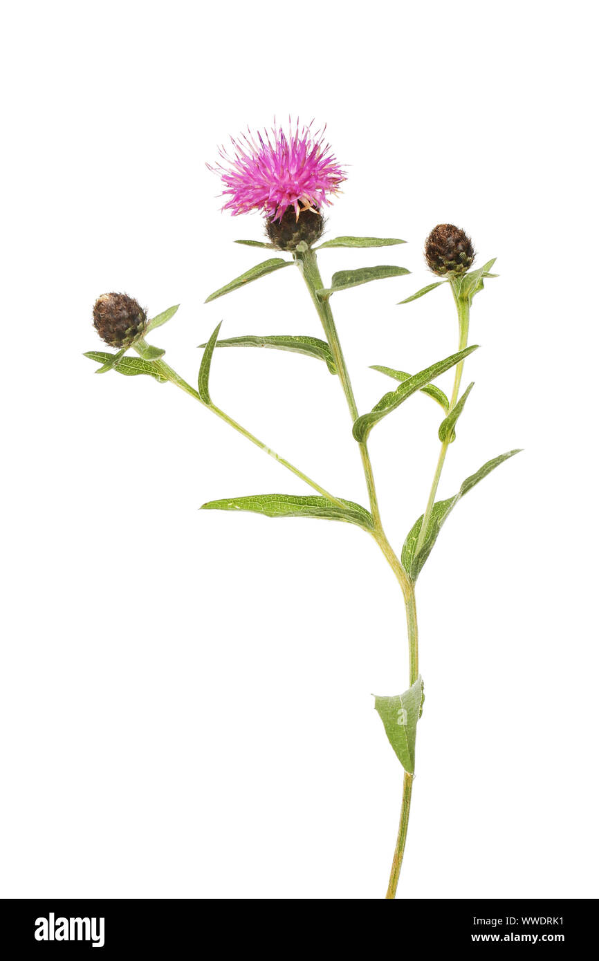 Common knapweed, Centaurea nigra, flower and foliage isolated against ...