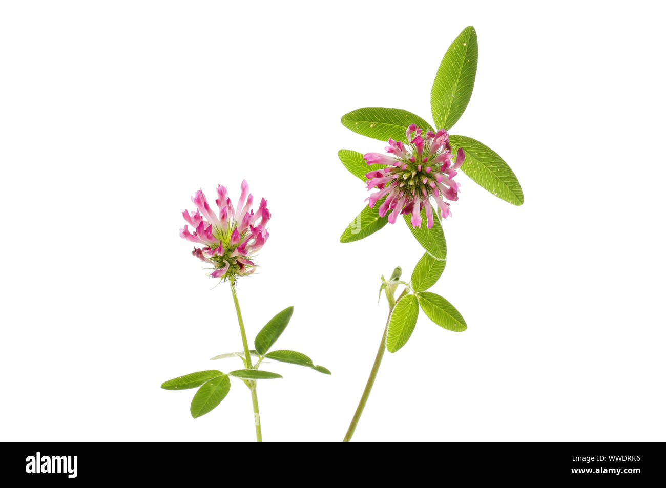 Two clover flowers and foliage isolated against white Stock Photo - Alamy