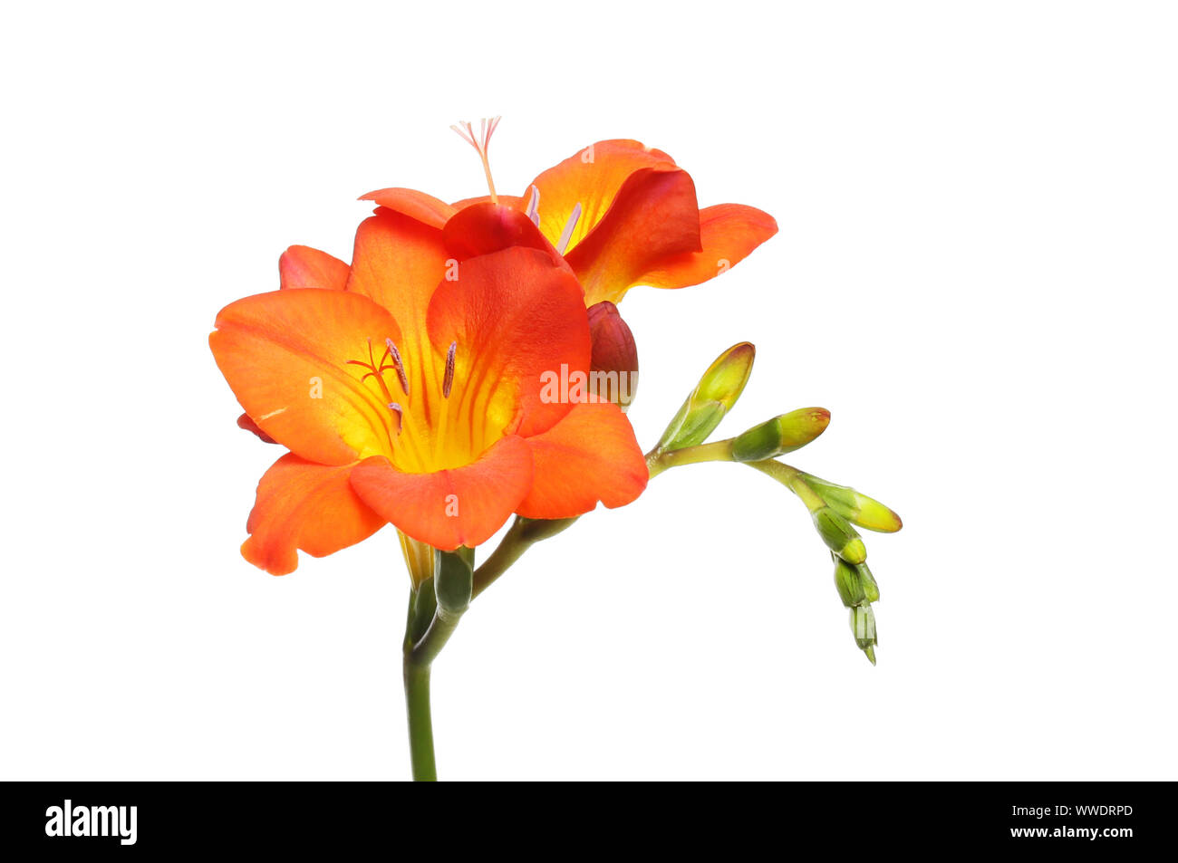 Freesia Flowers