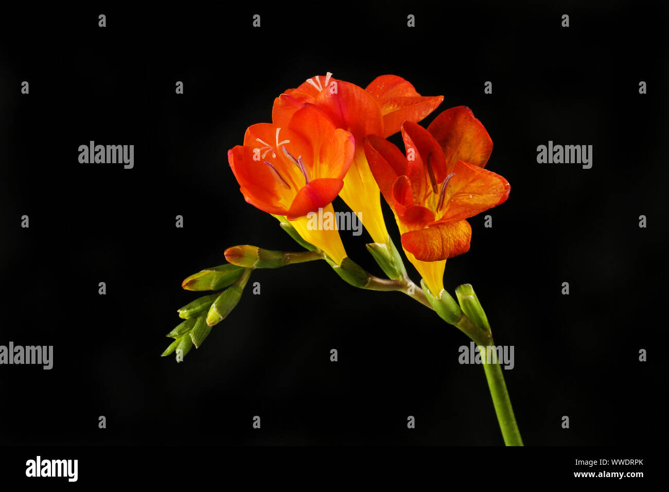 Red and yellow freesia flowers and buds isolated against black Stock ...