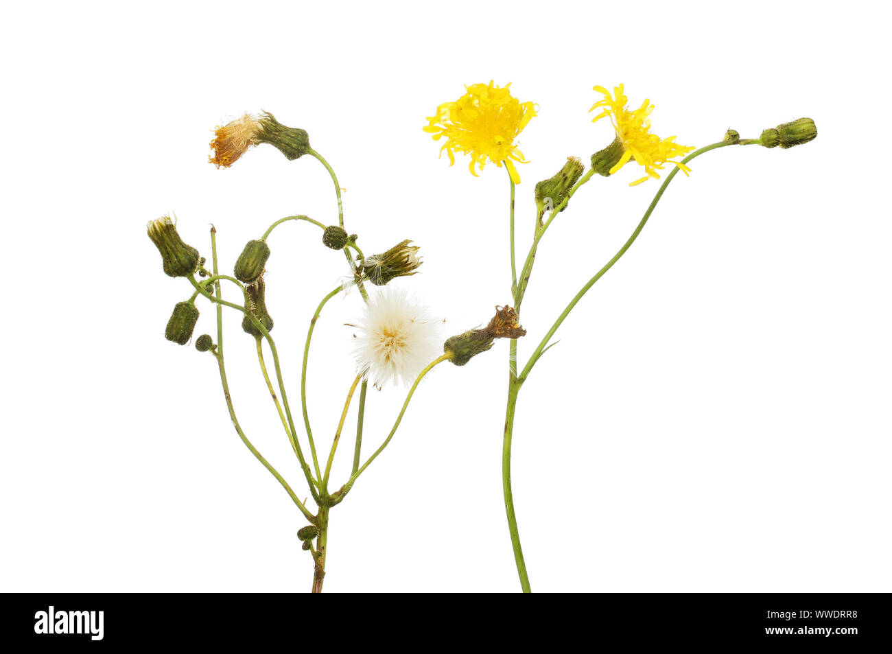 Hawkweed wildflower, flowers and seedheads isolated against white Stock ...