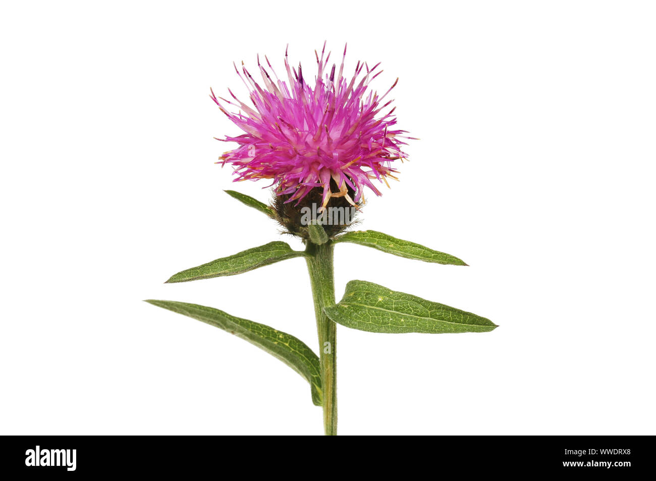 Closeup of common knapweed, Centaurea nigra, flower and foliage against ...
