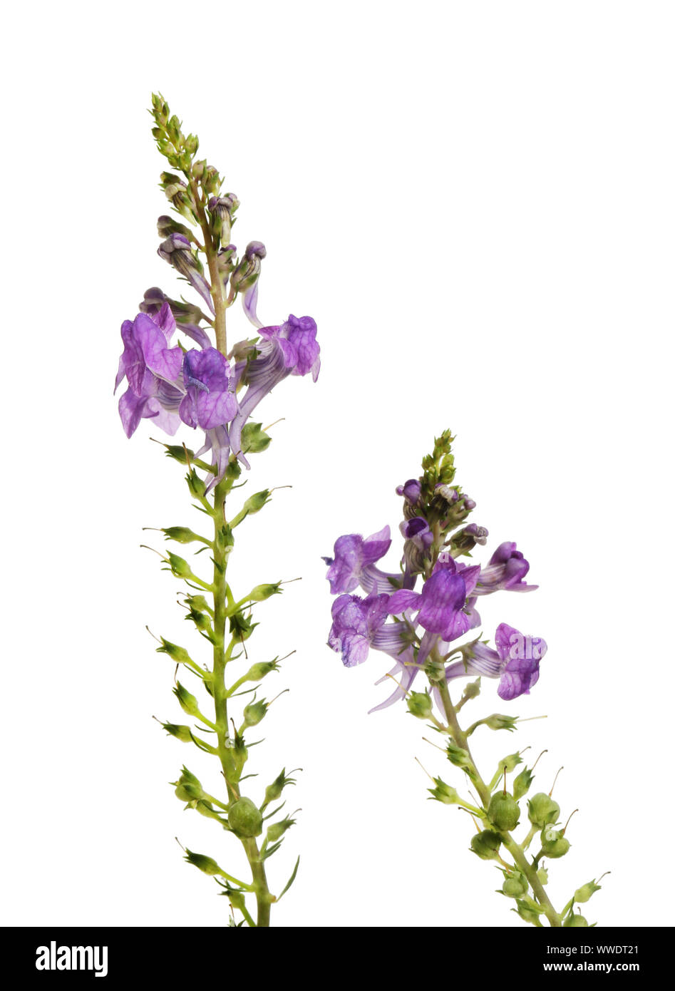 Closeup of purple toadflax, Linaria purpurea, flowers isolated against ...