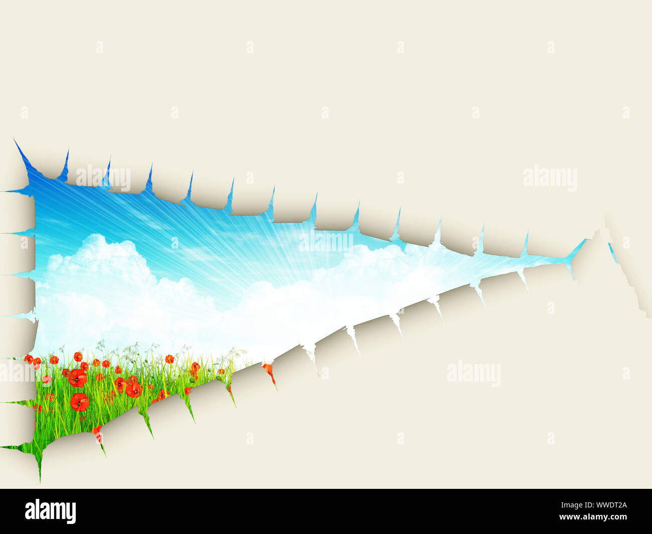 Ragged poppy hi-res stock photography and images - Alamy