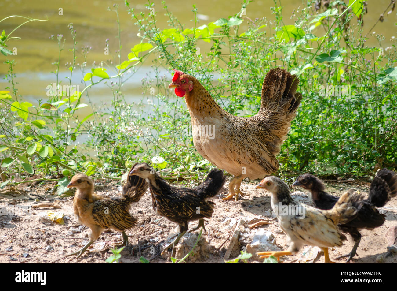Hens with their children Looking for food for children Stock Photo - Alamy