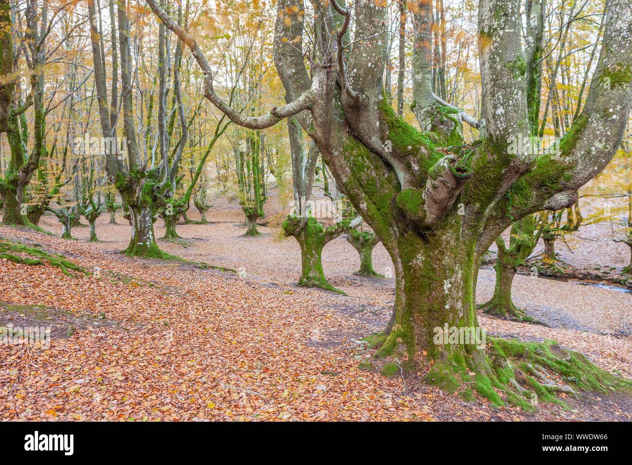 Beech trees forest of Otzarreta, Natural Park of Gorbeia, Vizcaya ...