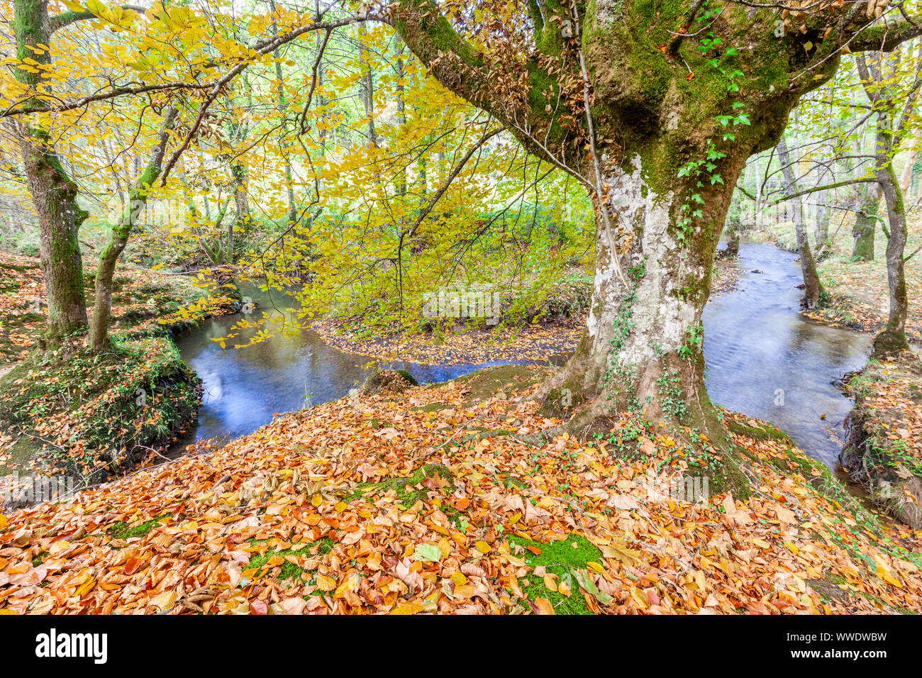 Beech tree grove hi-res stock photography and images - Alamy