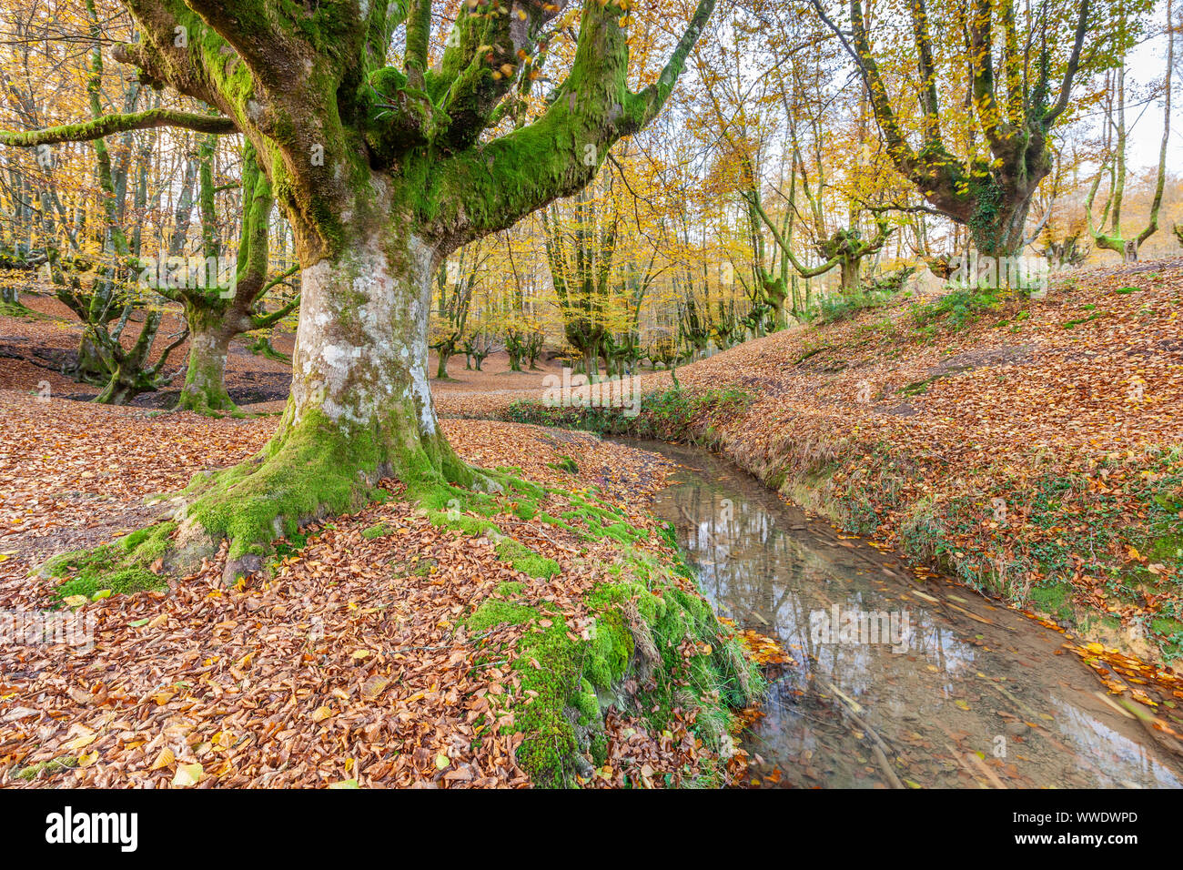 Beech trees forest of Otzarreta, Natural Park of Gorbeia, Vizcaya ...