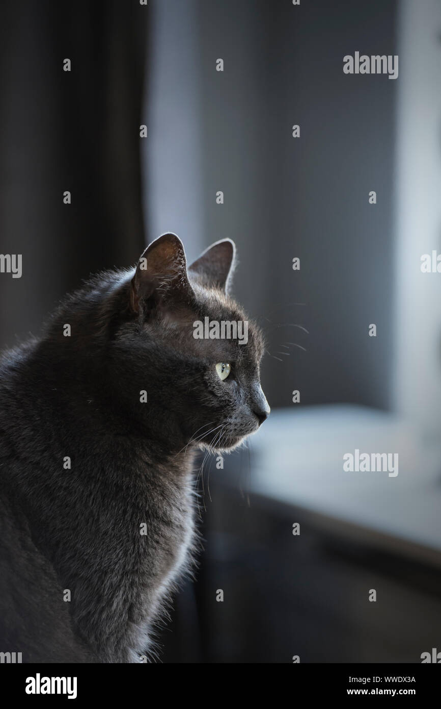 Short grey haired hi-res stock photography and images - Alamy