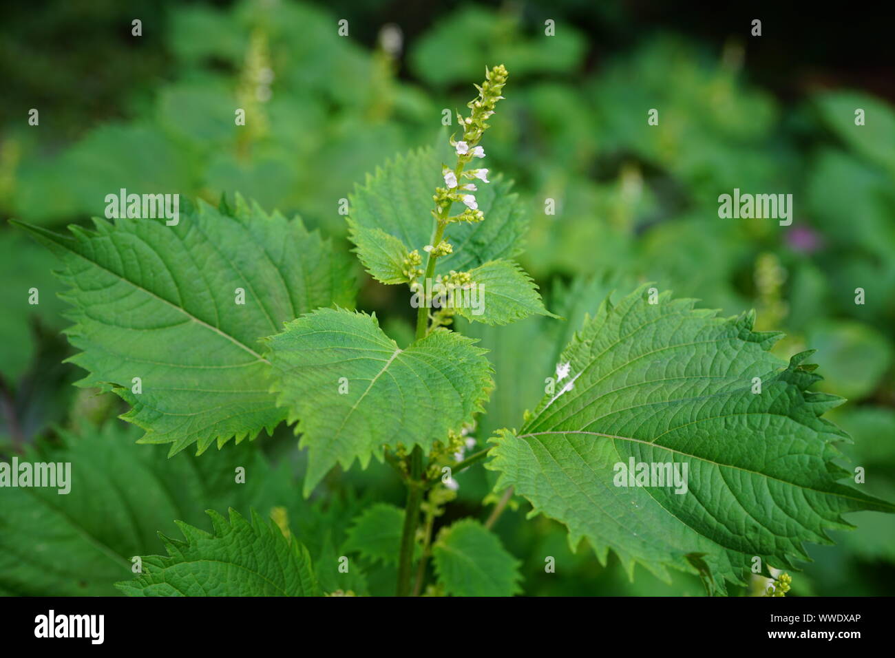 White flower spikes of the green shiso perilla herb Stock Photo - Alamy