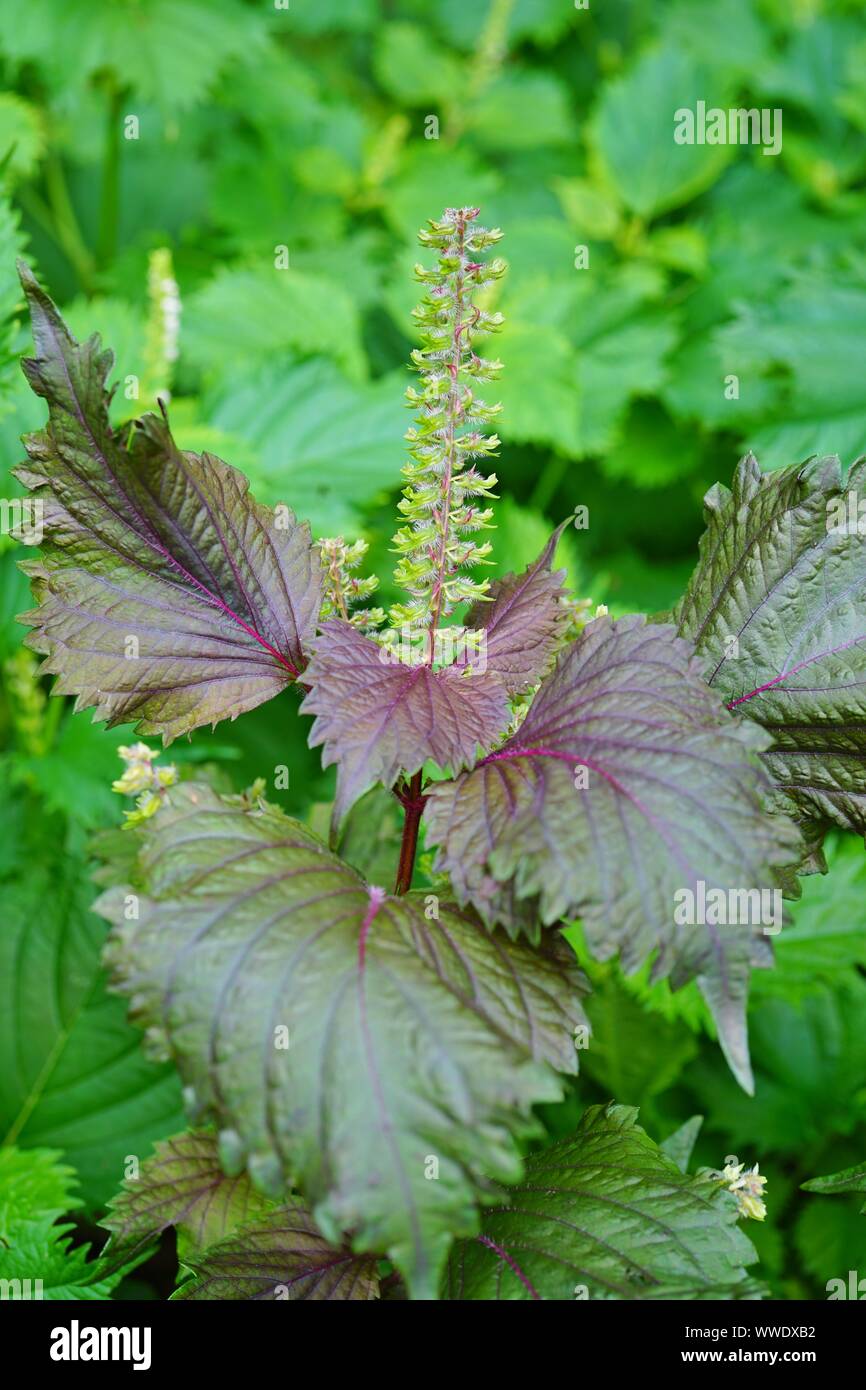 White flower spikes of the green shiso perilla herb Stock Photo - Alamy