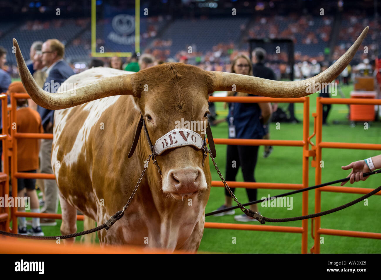 Houston, TX, USA. 14th Sep, 2019. Texas Longhorns mascot Bevo stands ...