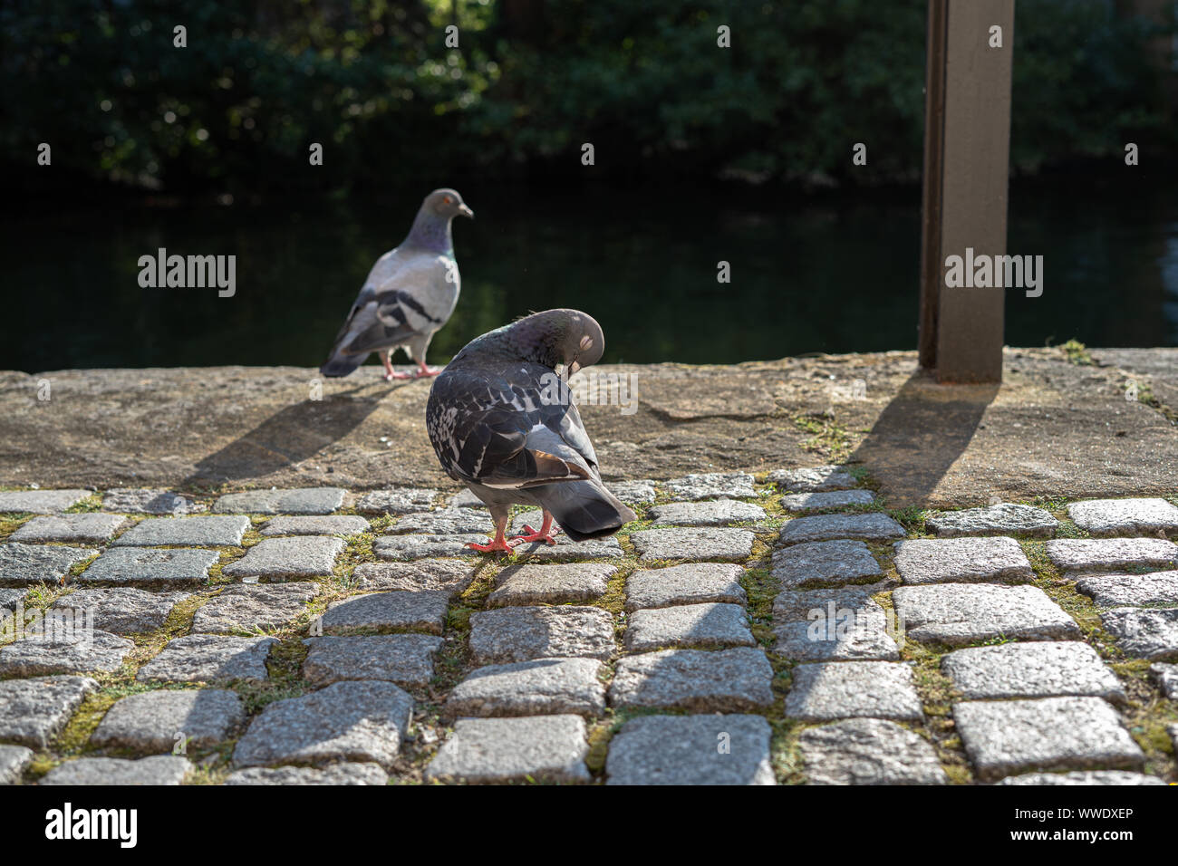 Pigeon Shadow High Resolution Stock Photography and Images - Alamy