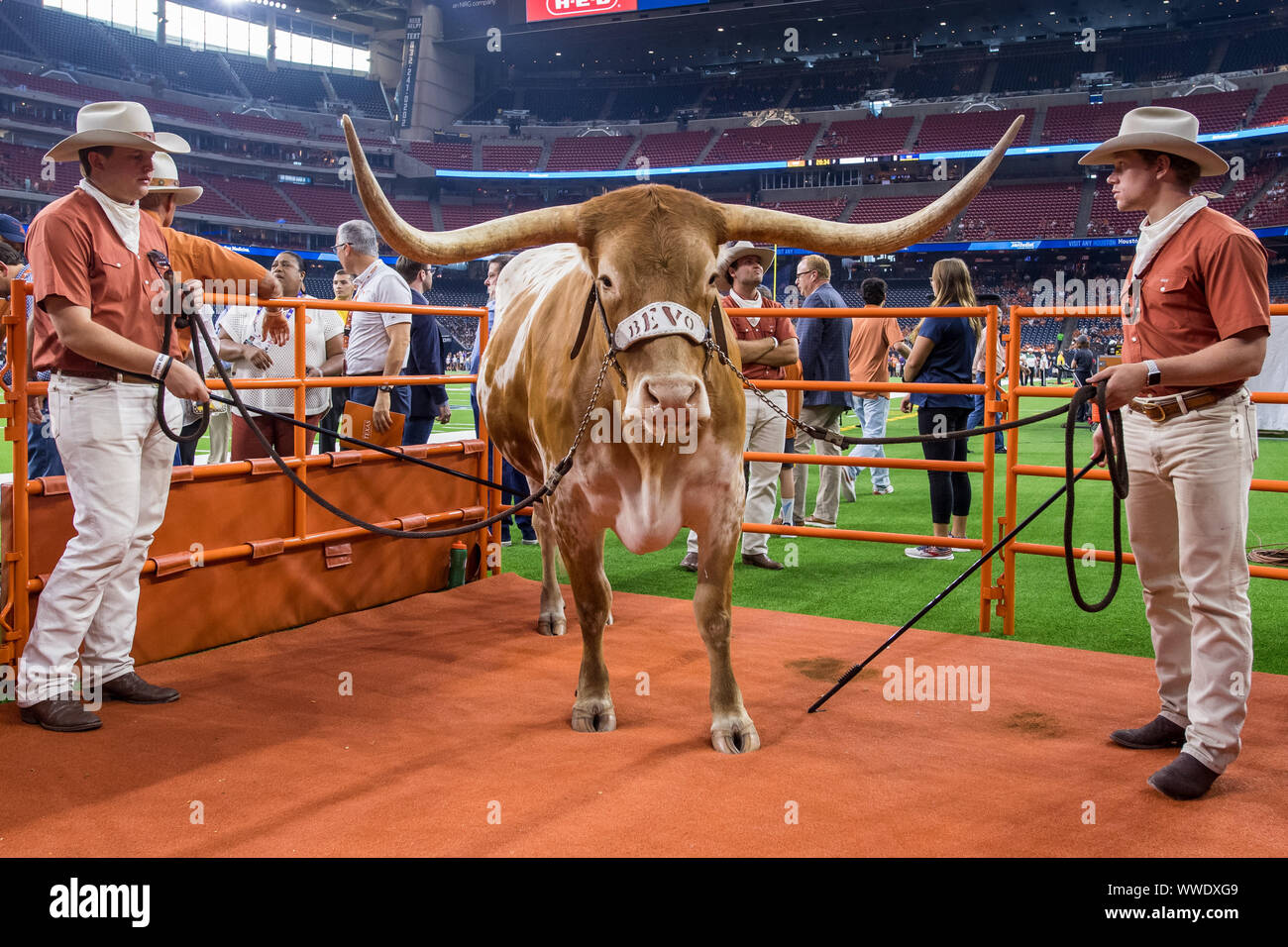 Houston, TX, USA. 14th Sep, 2019. Texas Longhorns mascot Bevo stands ...