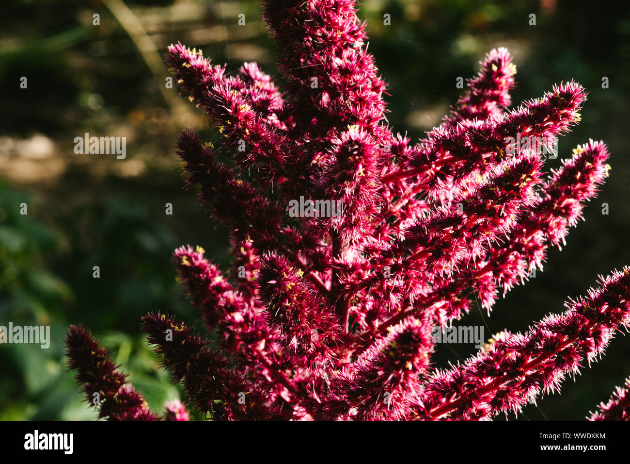 Amaranth is cultivated as leaf vegetables, cereals and ornamental ...