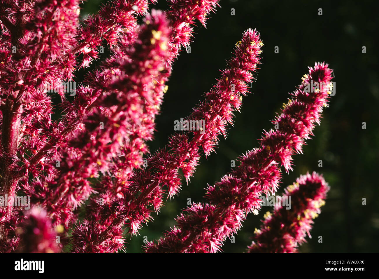 Amaranth is cultivated as leaf vegetables, cereals and ornamental ...