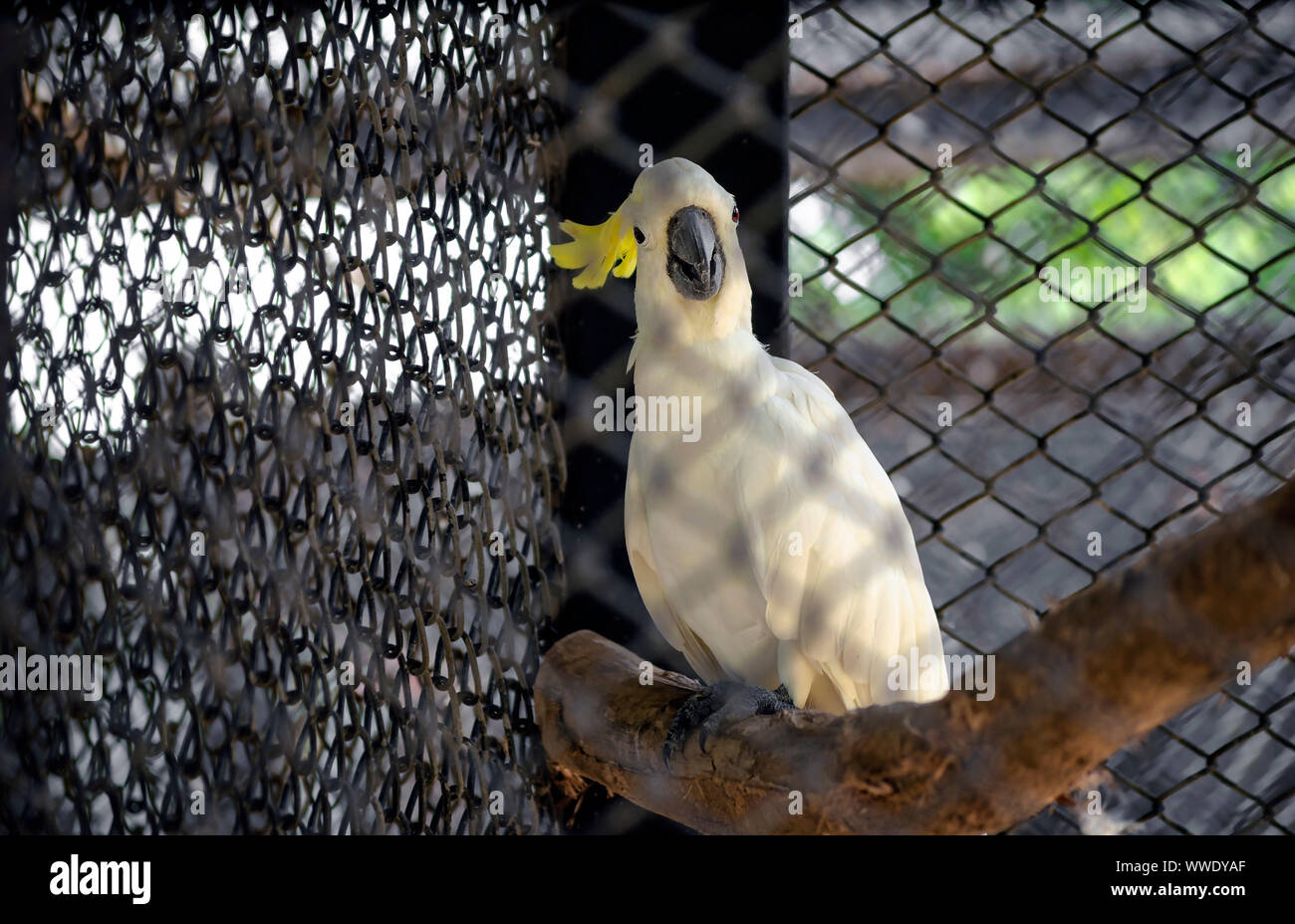 One white Cockatoo bird. in cage The zoo Stock Photo - Alamy