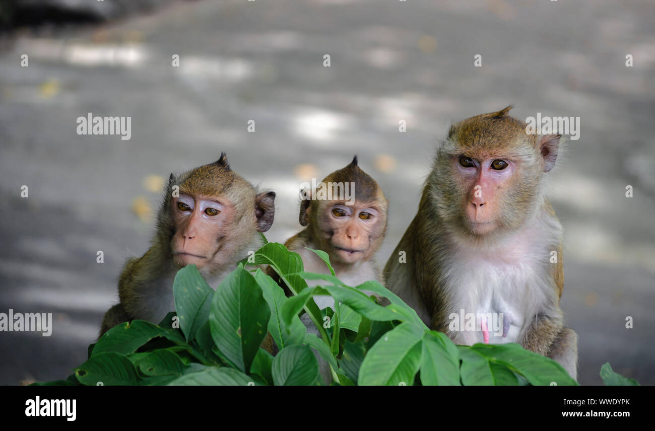 Face of the monkey family focus on father with mom in closeup Stock ...