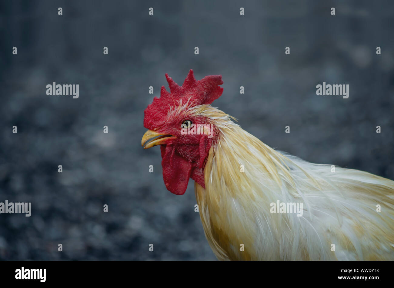 Male hens cock are white and their heads are red. Rooster, Chicken ...