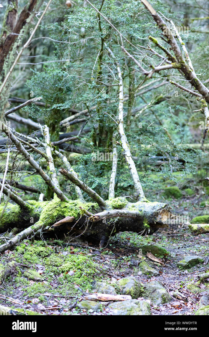 broken tree covered with moss in the autumn forest Stock Photo - Alamy