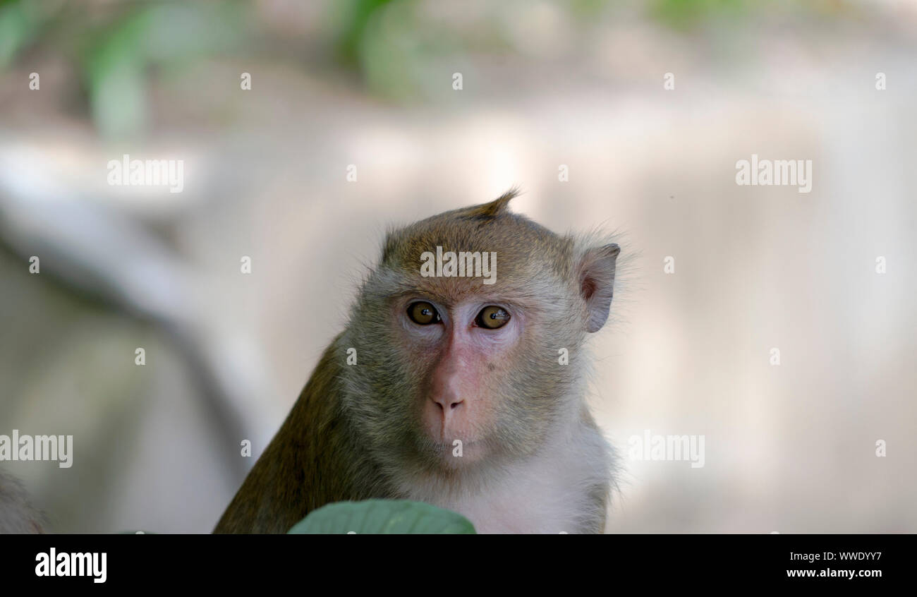 Pretty monkey hi-res stock photography and images - Alamy