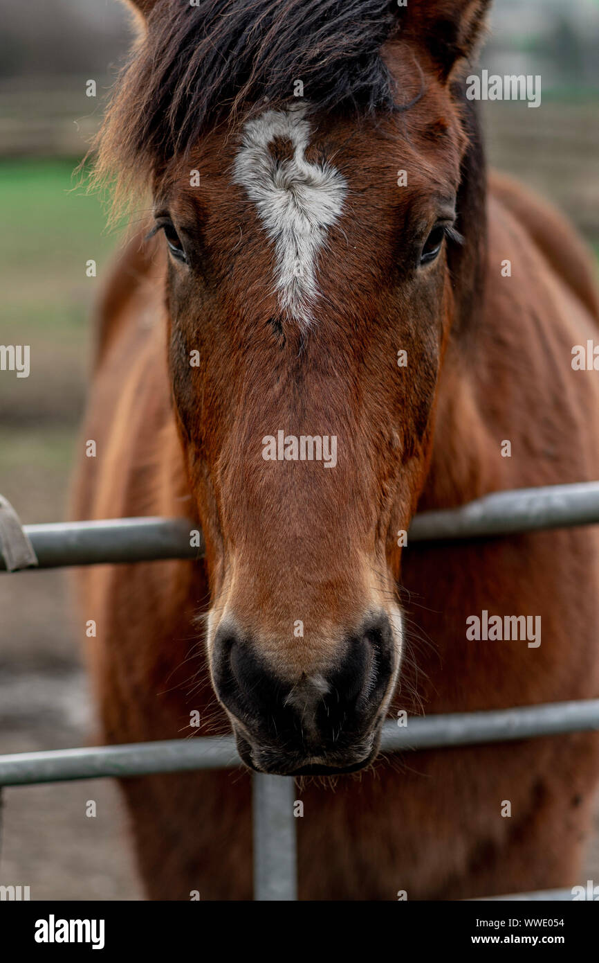 Brown horse portrait Stock Photo - Alamy