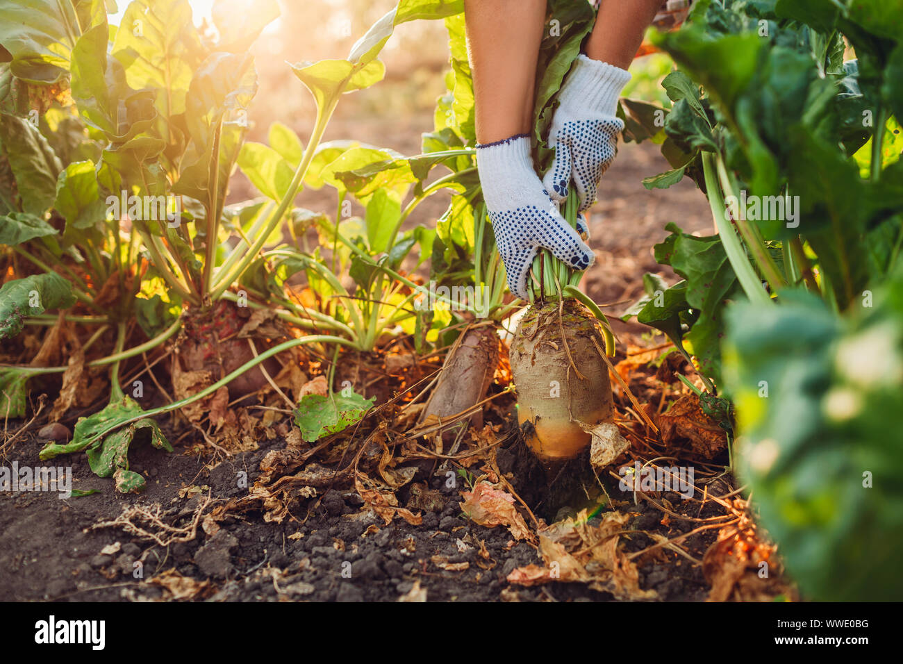 Farmer pulling beetroot out of soil. Autumn harvesting. Picking ...
