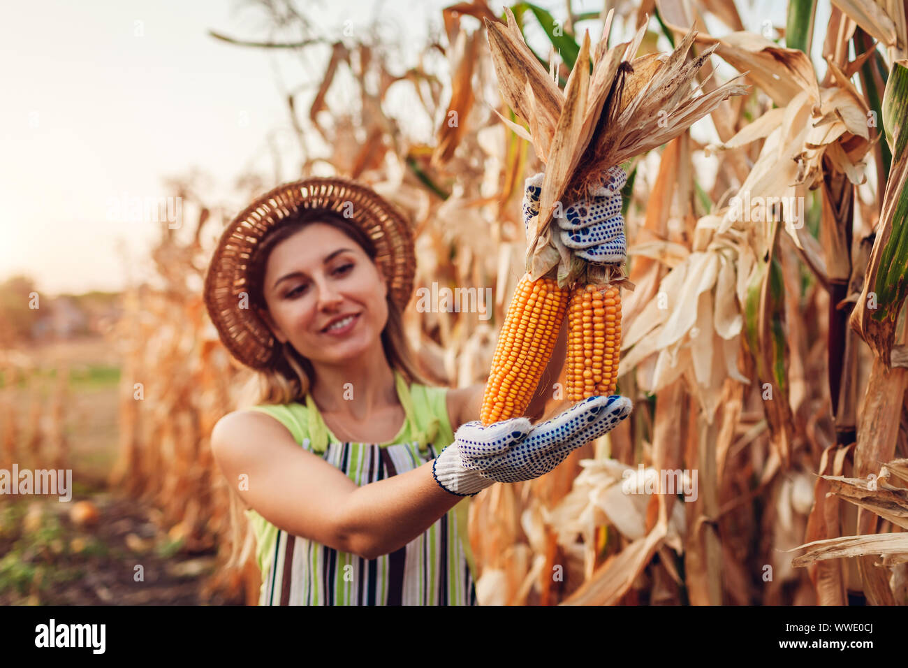 Farmer hat harvesting corn hi-res stock photography and images - Alamy