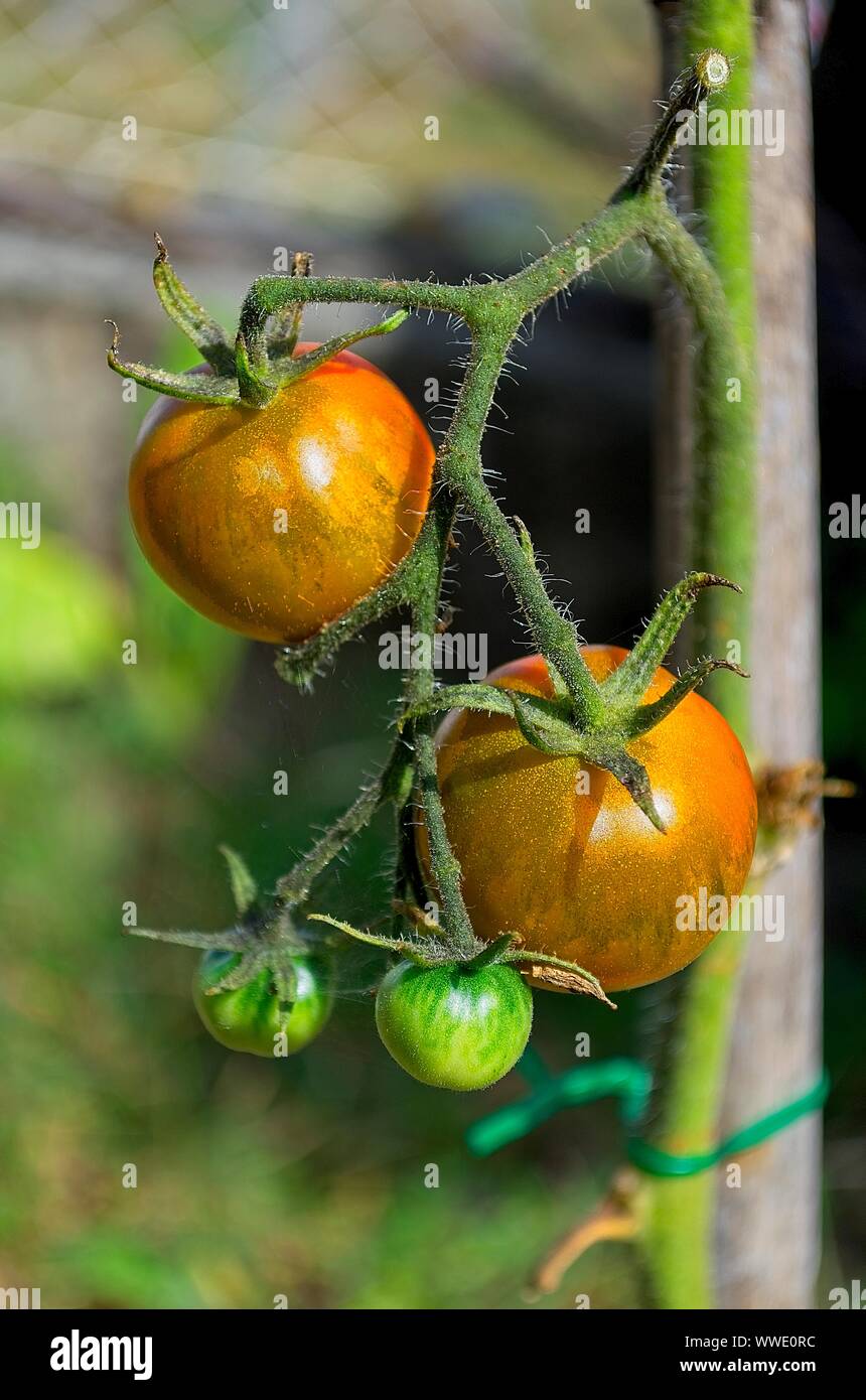 Home grown red tomatoes hi-res stock photography and images - Alamy