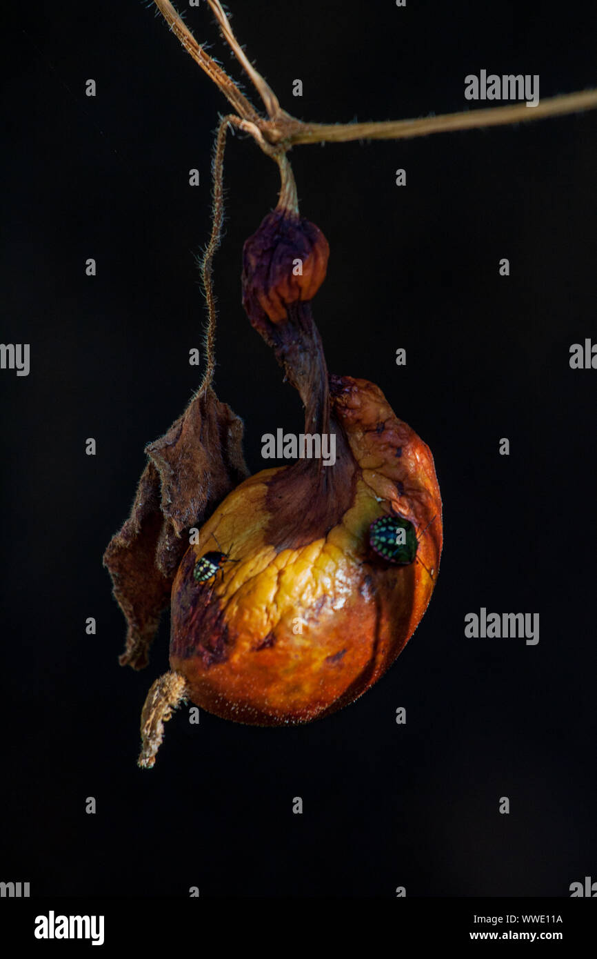 Nezara viridula Green beetle pest of gardens spoiling leaves and fruits ...