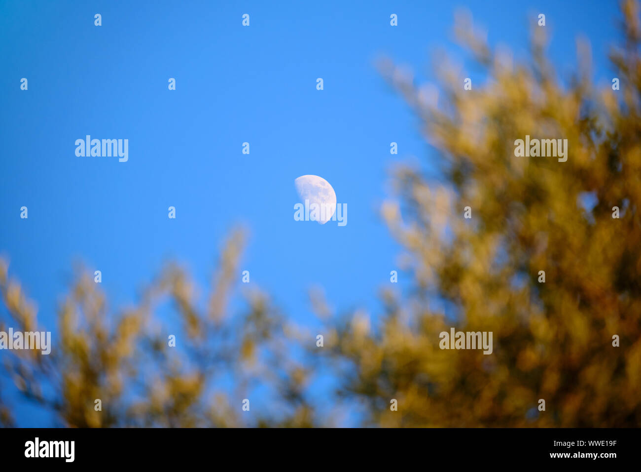 Night Sunrise With Half Moon Seen Through Trees Stock Photo - Alamy