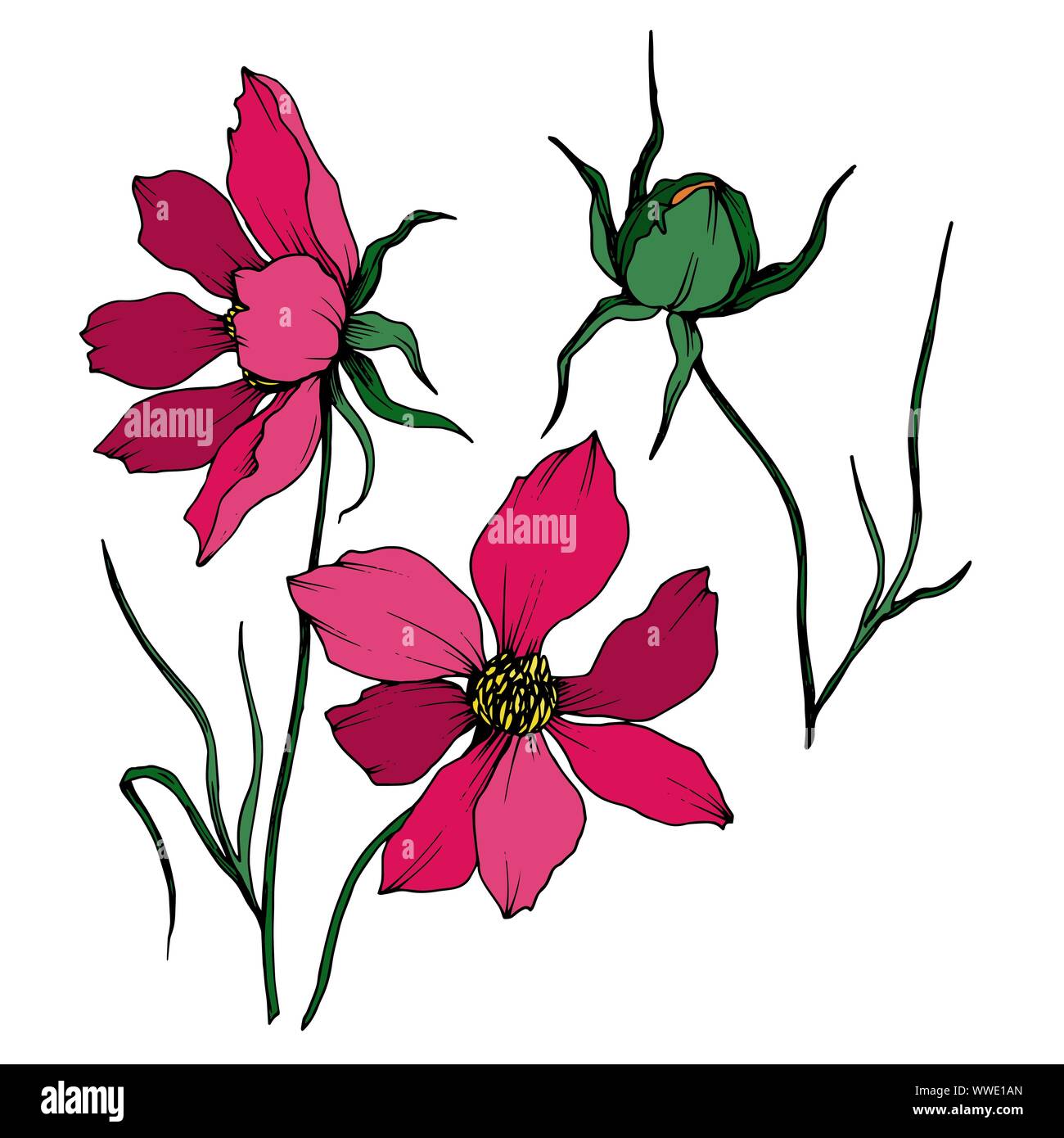 Vector Cosmos floral botanical flowers. Black and white engraved ink ...