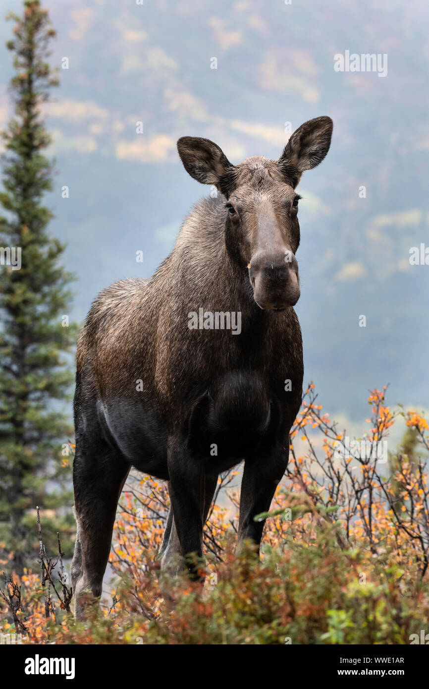 North America; United States; Alaska; Wildlife; Moose; Alces alces ...