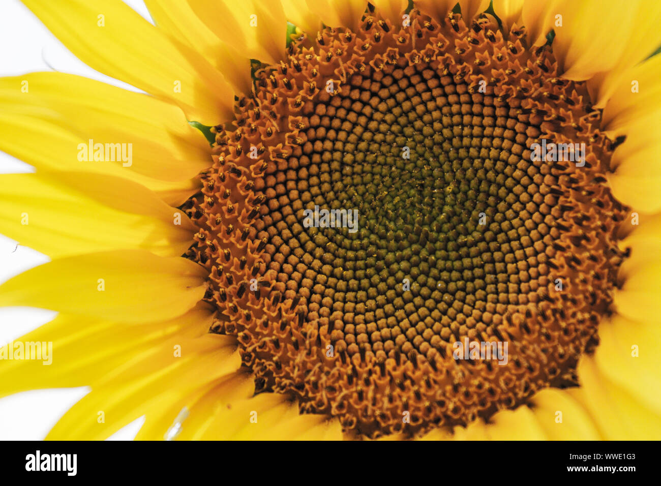 Sunflower Pattern Fibonacci