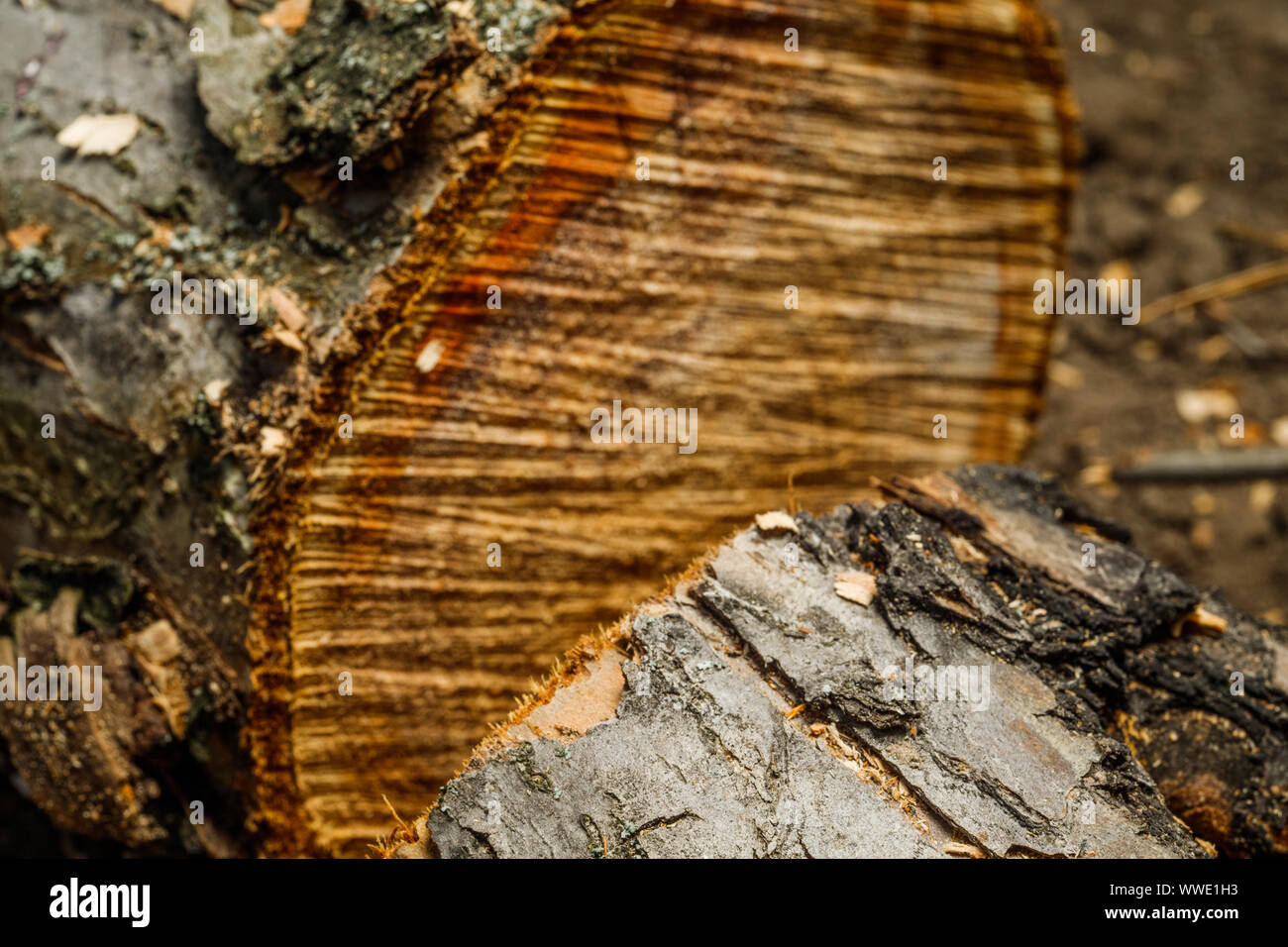 Drank an old tree. An Apple. Wood processing. Texture Stock Photo - Alamy