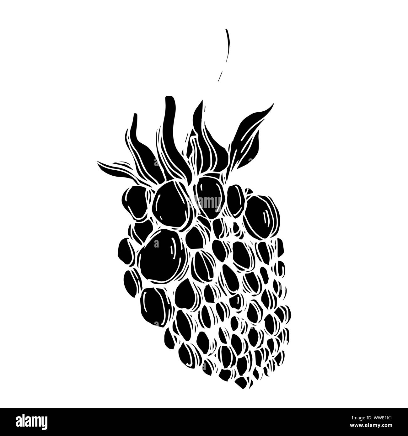 Vector Blackberry healthy food. Black and white engraved ink art ...