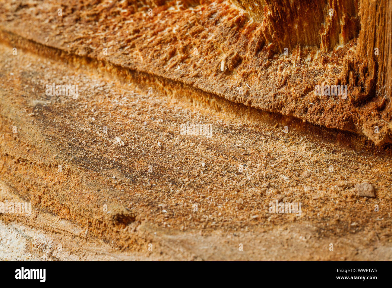 Drank an old tree. An Apple. Wood processing. Texture Stock Photo - Alamy
