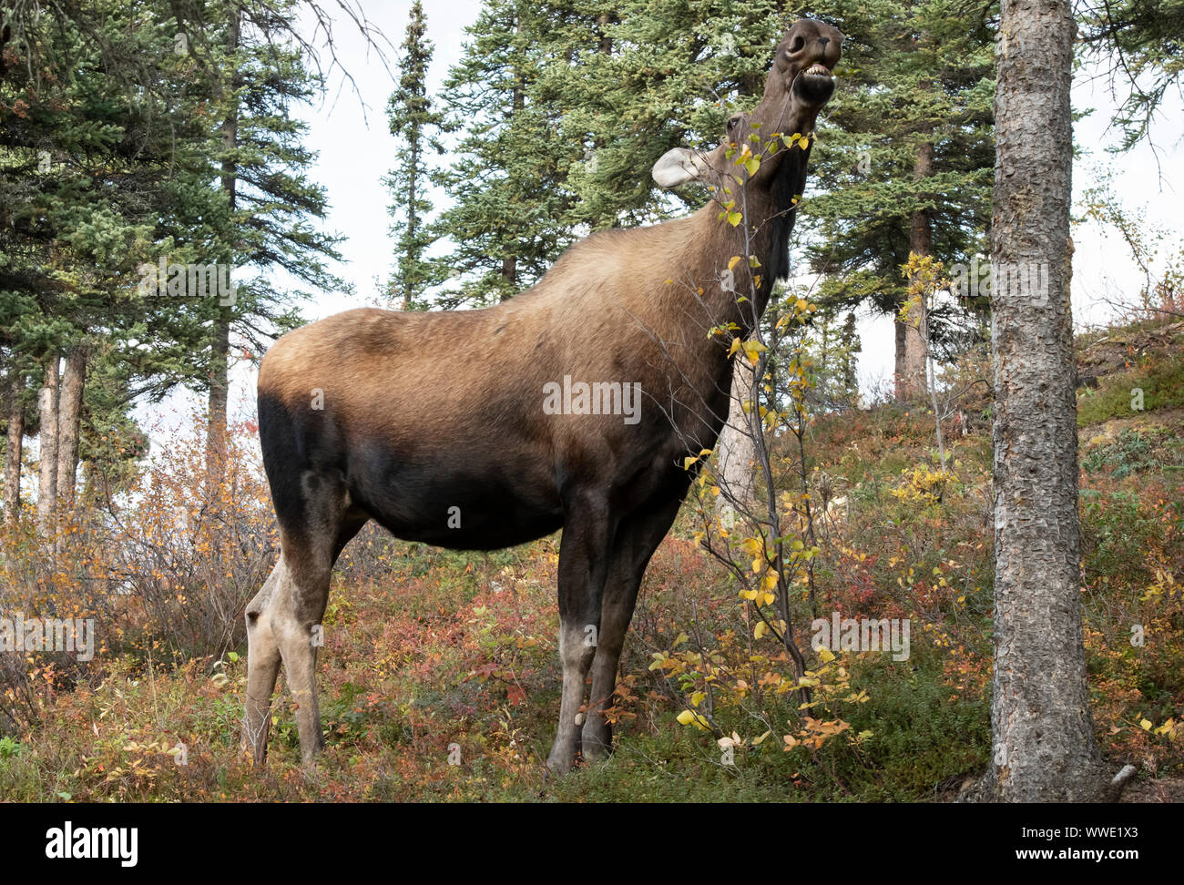 North America; United States; Alaska; Wildlife; Moose; Alces alces ...
