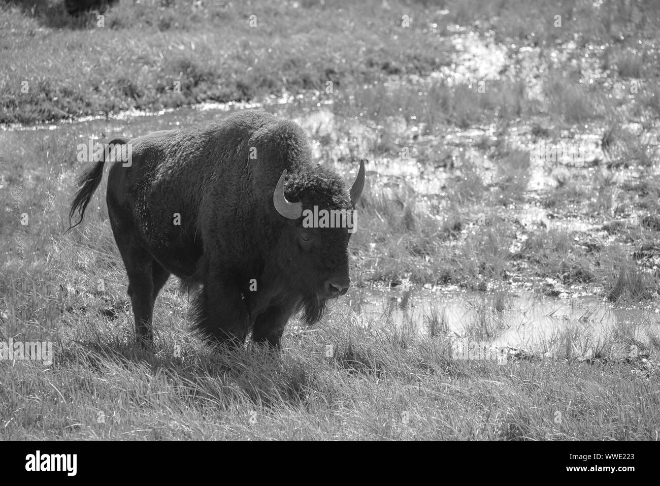 The Bison Bull Stock Photo - Alamy