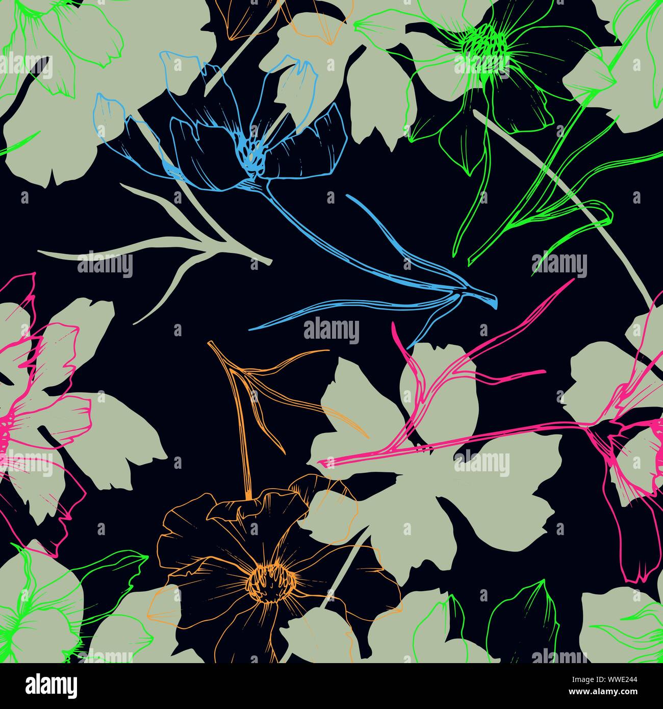 Vector Cosmos floral botanical flowers. Black and white engraved ink ...