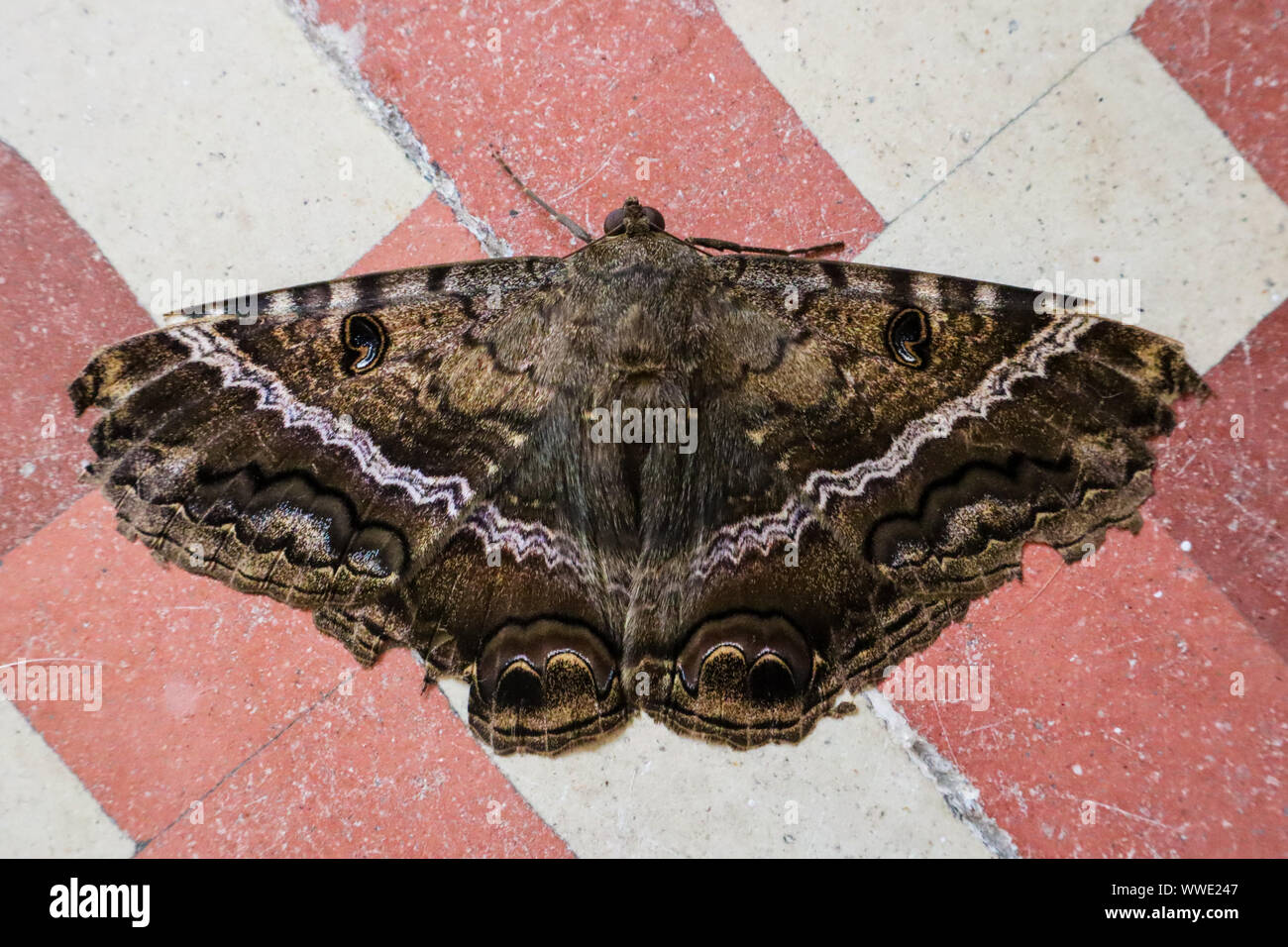 Black Witch Moth in Mexico Stock Photo - Alamy
