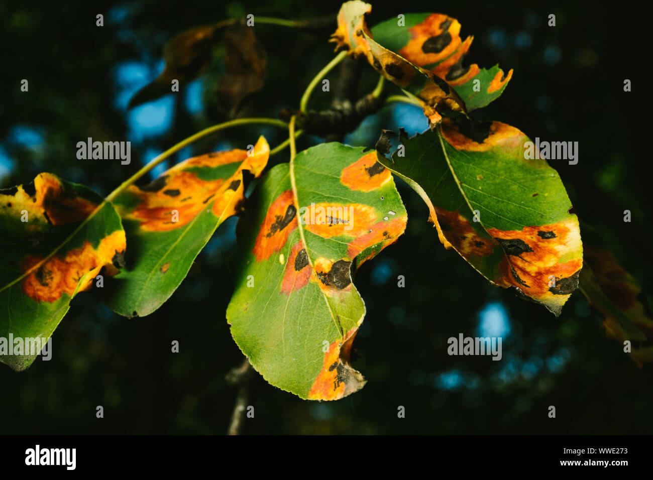 Red spots on the pear leaves. The tree is sick with a fungus Stock ...