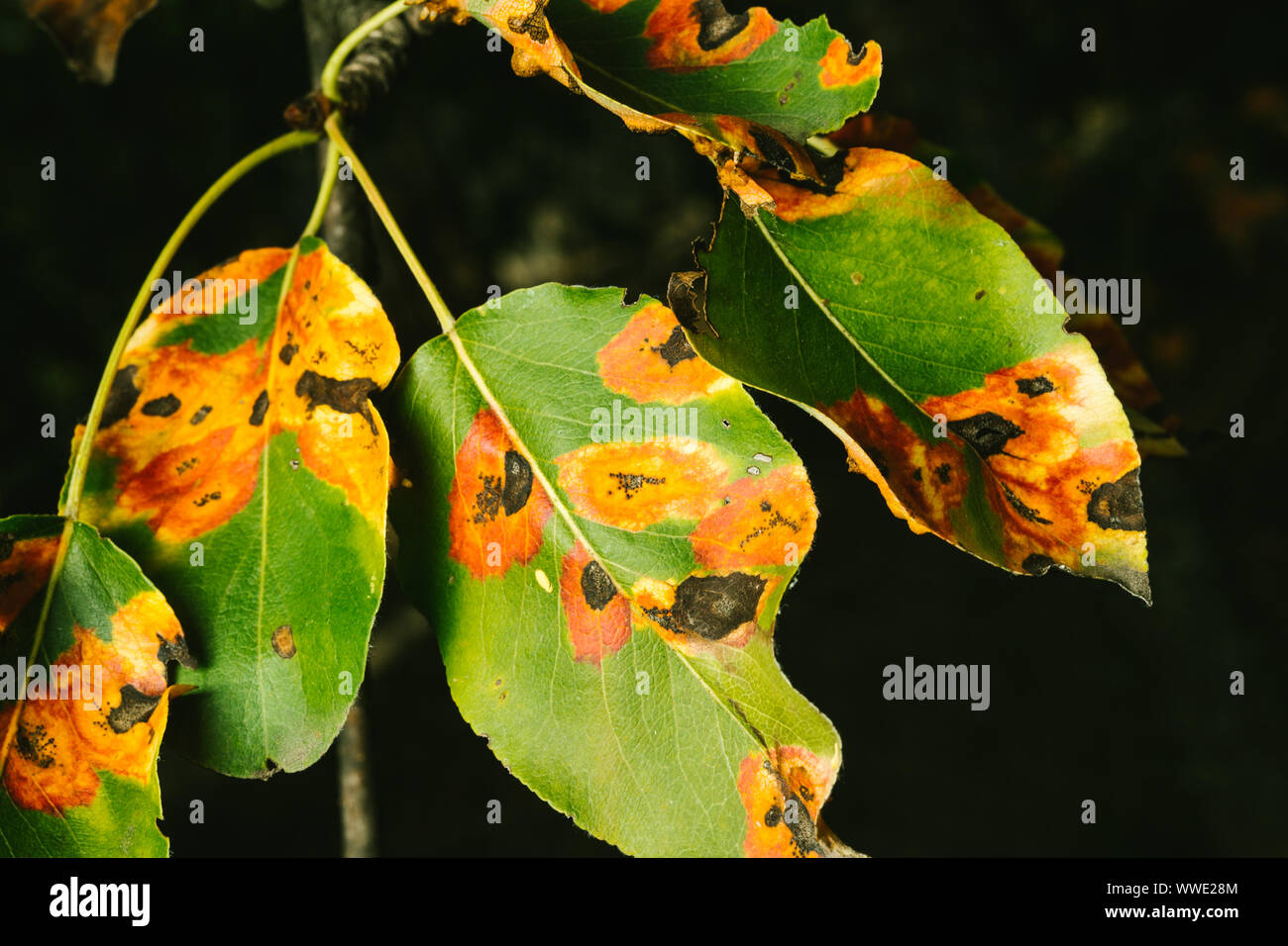 Red spots on the pear leaves. The tree is sick with a fungus Stock ...