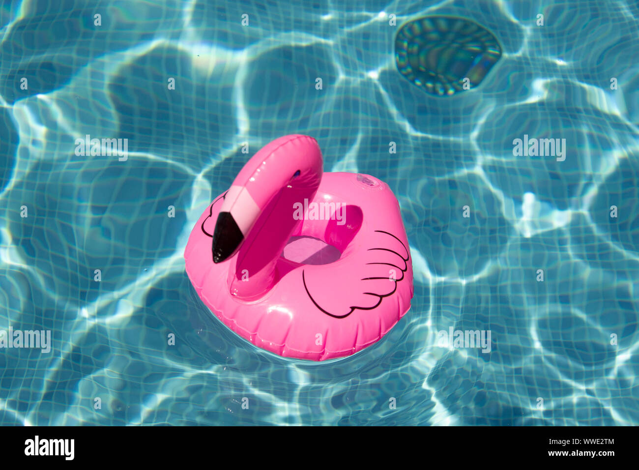 PINK FLAMINGO IN A SWIMMING POOL Stock Photo - Alamy