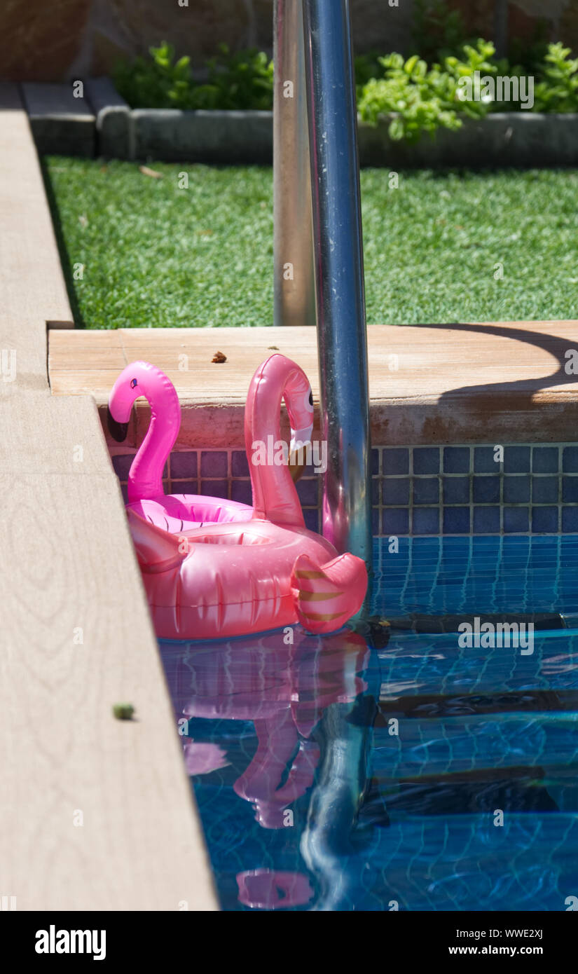 PINK FLAMINGO IN A SWIMMING POOL Stock Photo - Alamy