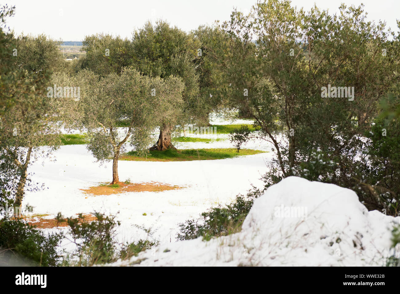 Beautiful Olive trees in an olive grove in the snow, Apulian landscape ...
