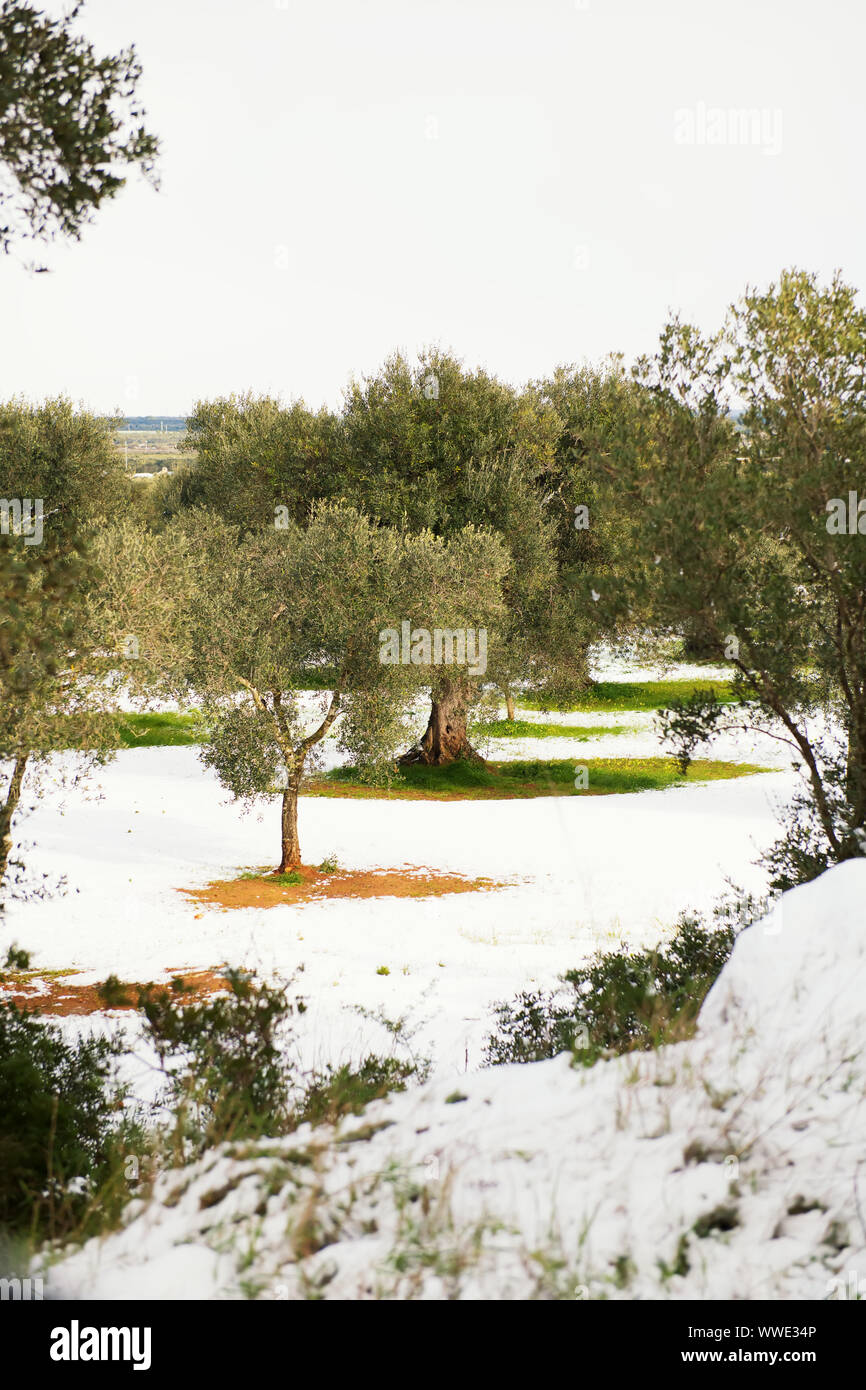Beautiful Olive trees in an olive grove in the snow, Apulian landscape ...