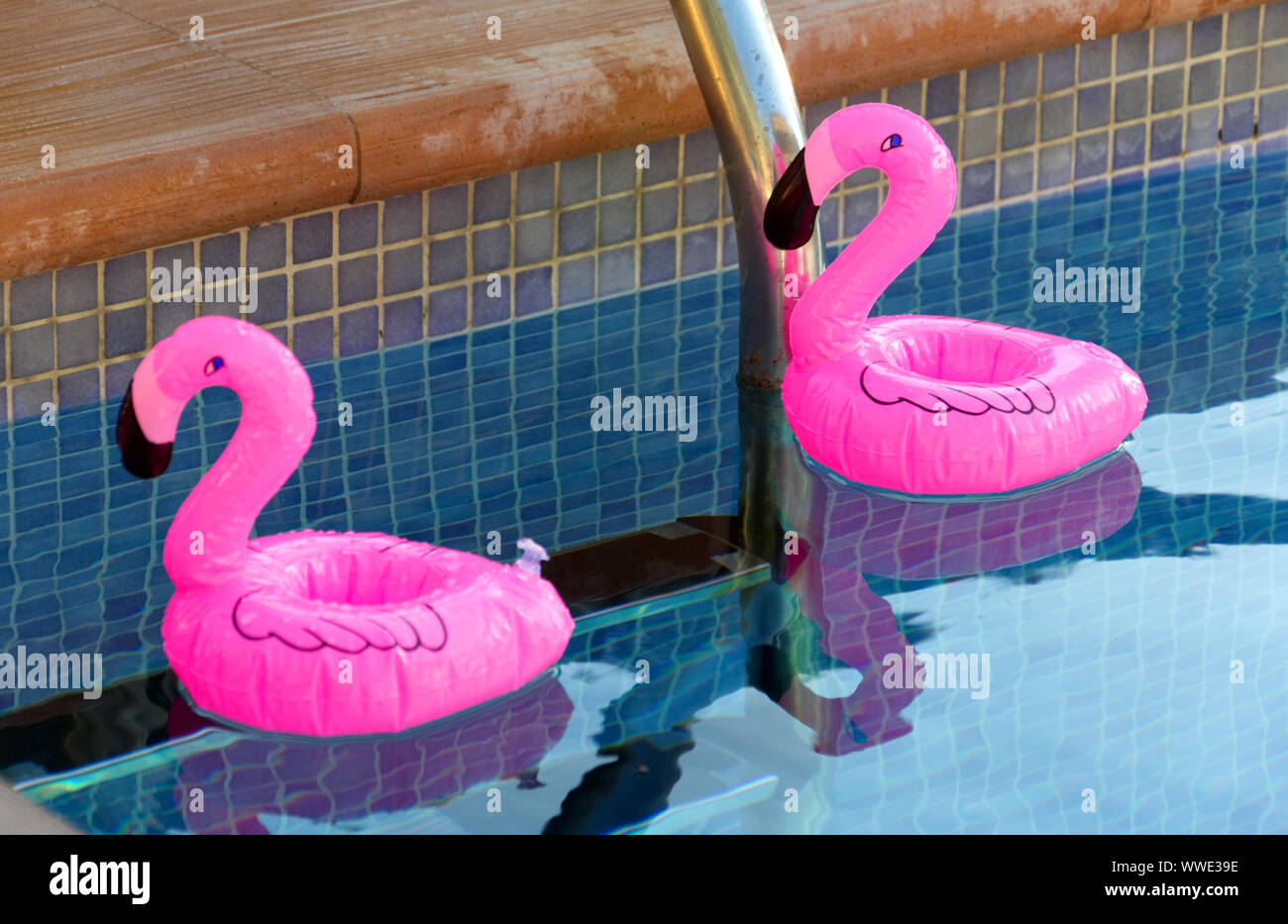 PINK FLAMINGO IN A SWIMMING POOL Stock Photo - Alamy