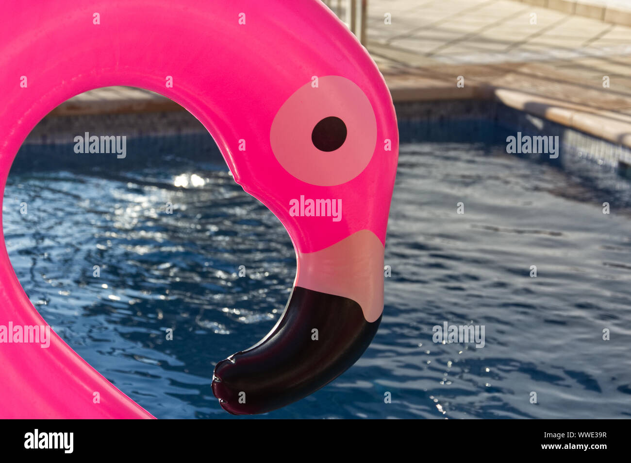 PINK FLAMINGO IN A SWIMMING POOL Stock Photo - Alamy
