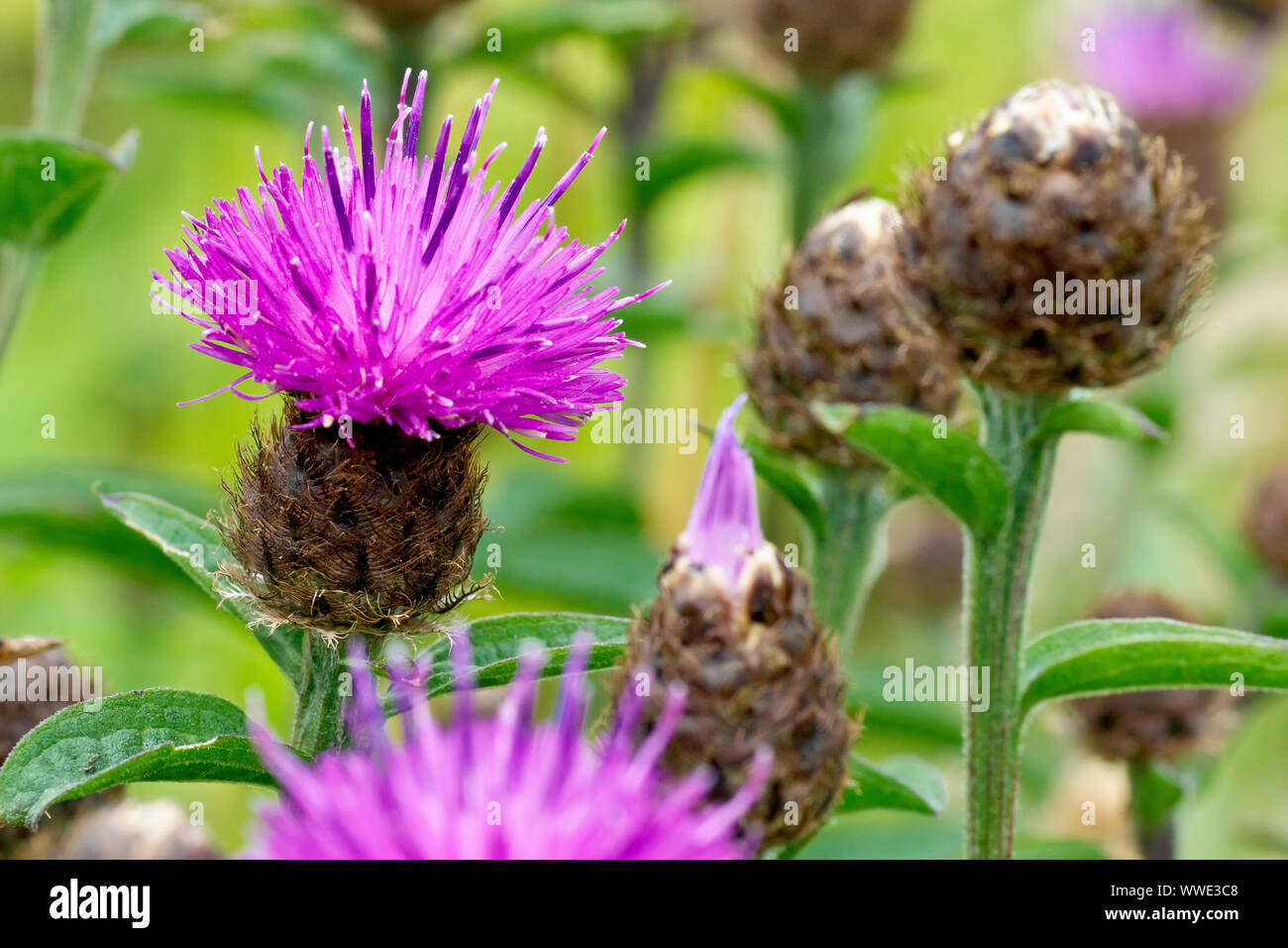 Lesser Knapweed or Hardheads (centaurea nigra), close up of a flower ...